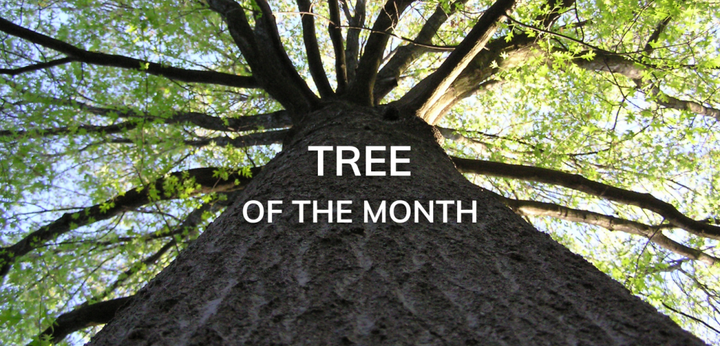 Tree of the Month: Northern Hackberry - ReForest London