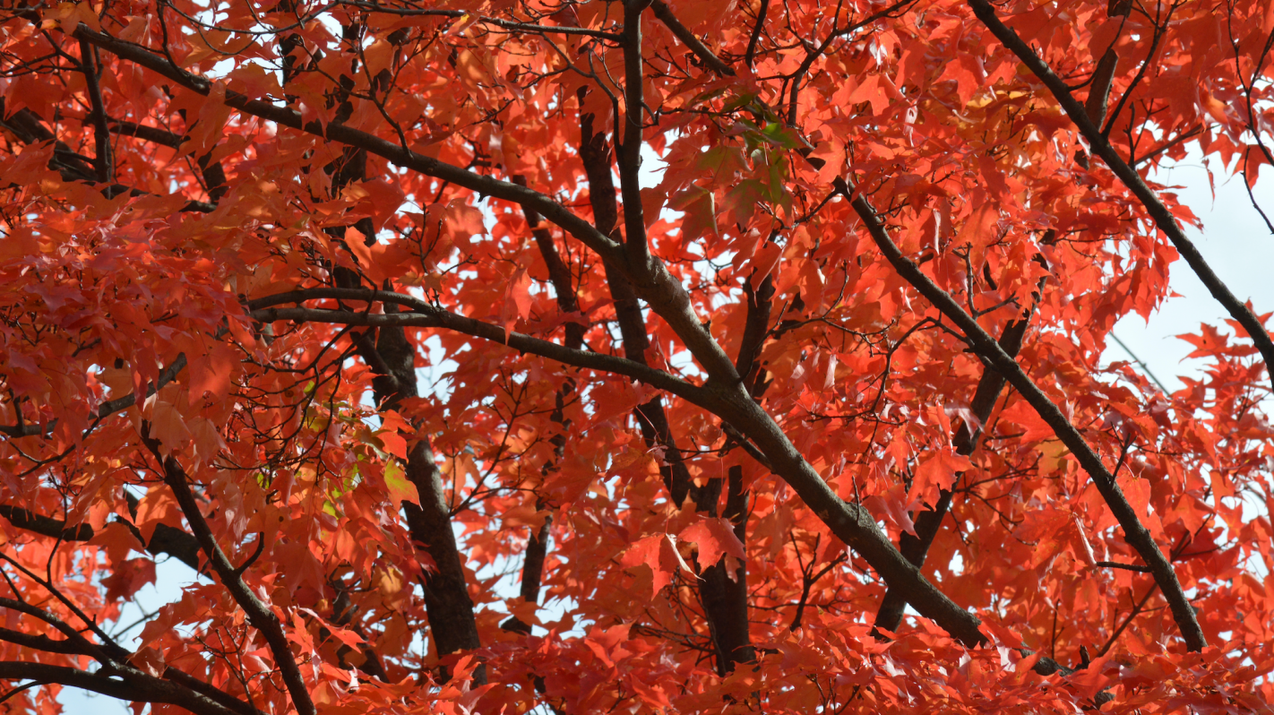 Tree Species Archives - ReForest London