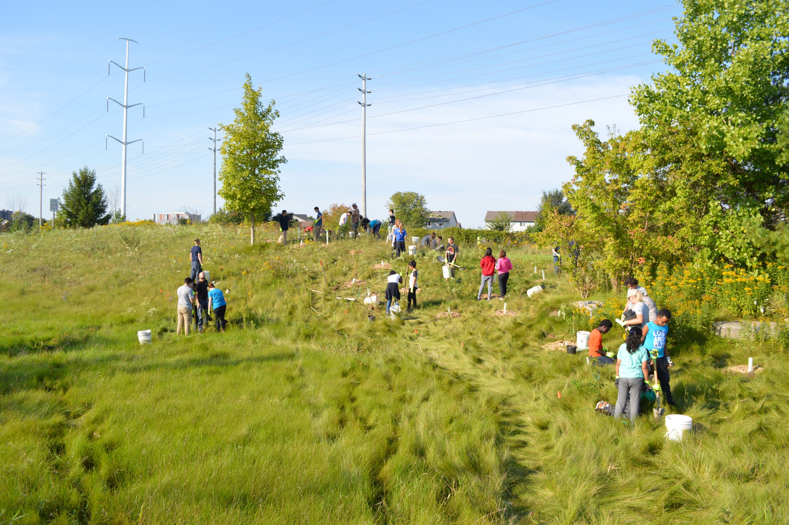Enterprise Stormwater Management Area Planting II - ReForest London