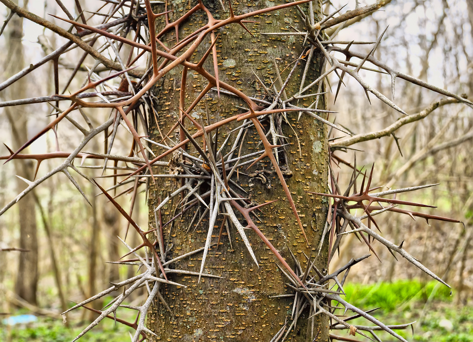Non-Native Species - ReForest London