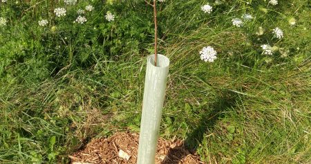 Tree Guards & Tree Protection - ReForest London