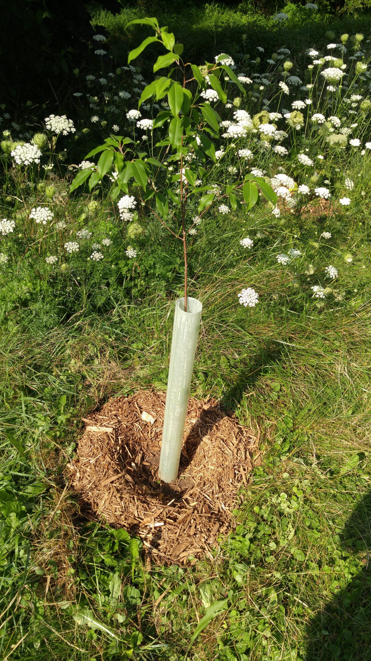 Tree Guards & Tree Protection - ReForest London