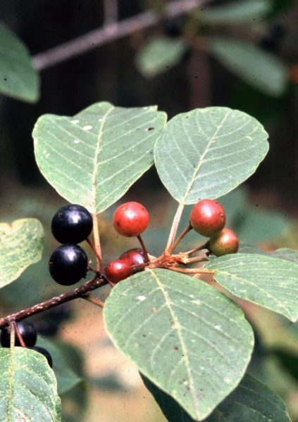 Invasive Species - ReForest London