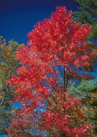 Tree of the Month: Red Maple - ReForest London
