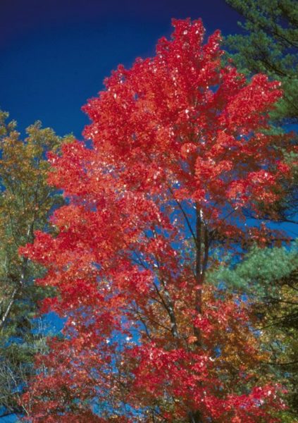 Tree of the Month: Red Maple - ReForest London