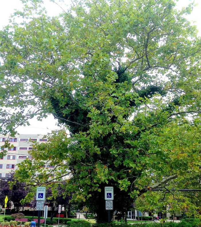 Tree of the Month: Sycamore - ReForest London