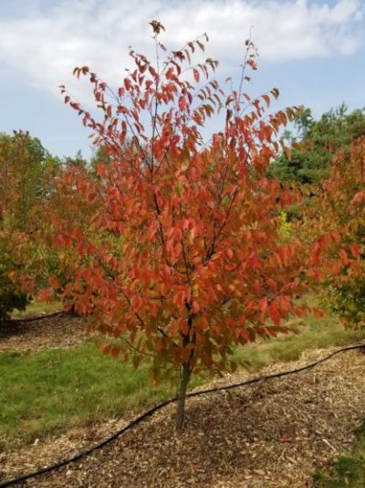 Tree of the Month: Blue Beech - ReForest London