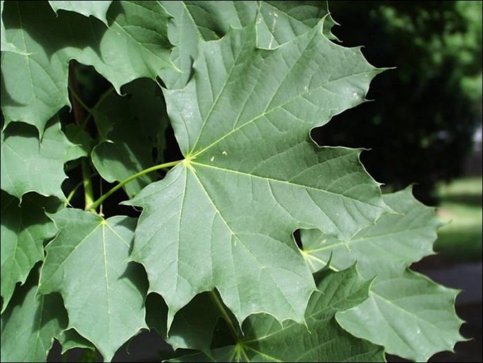 Tree of the Month: Norway Maple (Invasive Species) - ReForest London