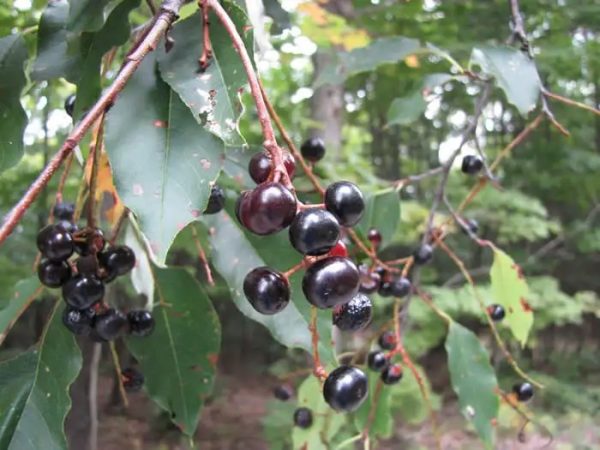 Tree of the Month: Black Cherry - ReForest London