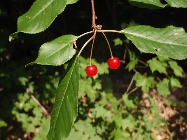 Tree Of The Month Pin Cherry Reforest London