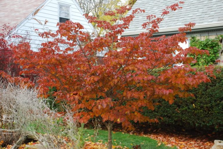 Tree of the Month: Serviceberry - ReForest London