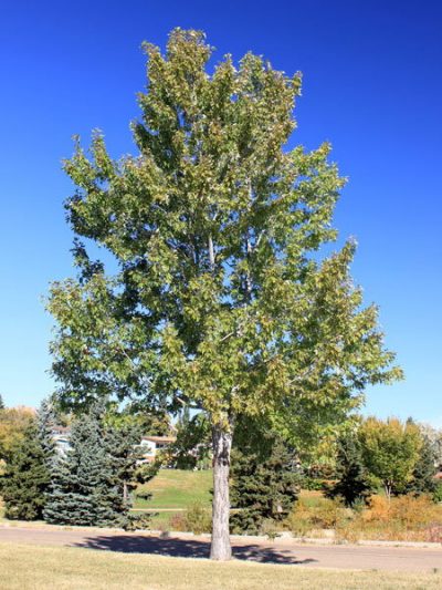 Tree of the Month: Silver Maple - ReForest London