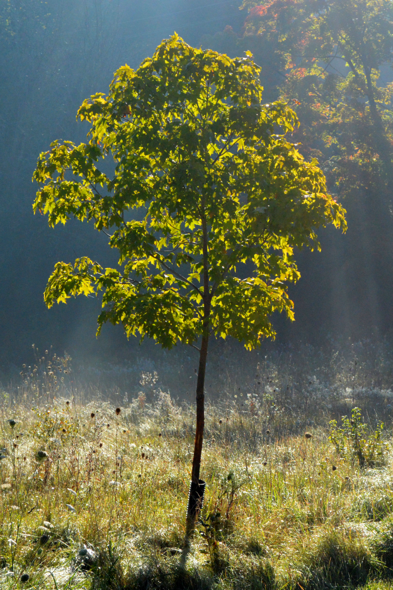 Tree of the Month: Sugar Maple - ReForest London