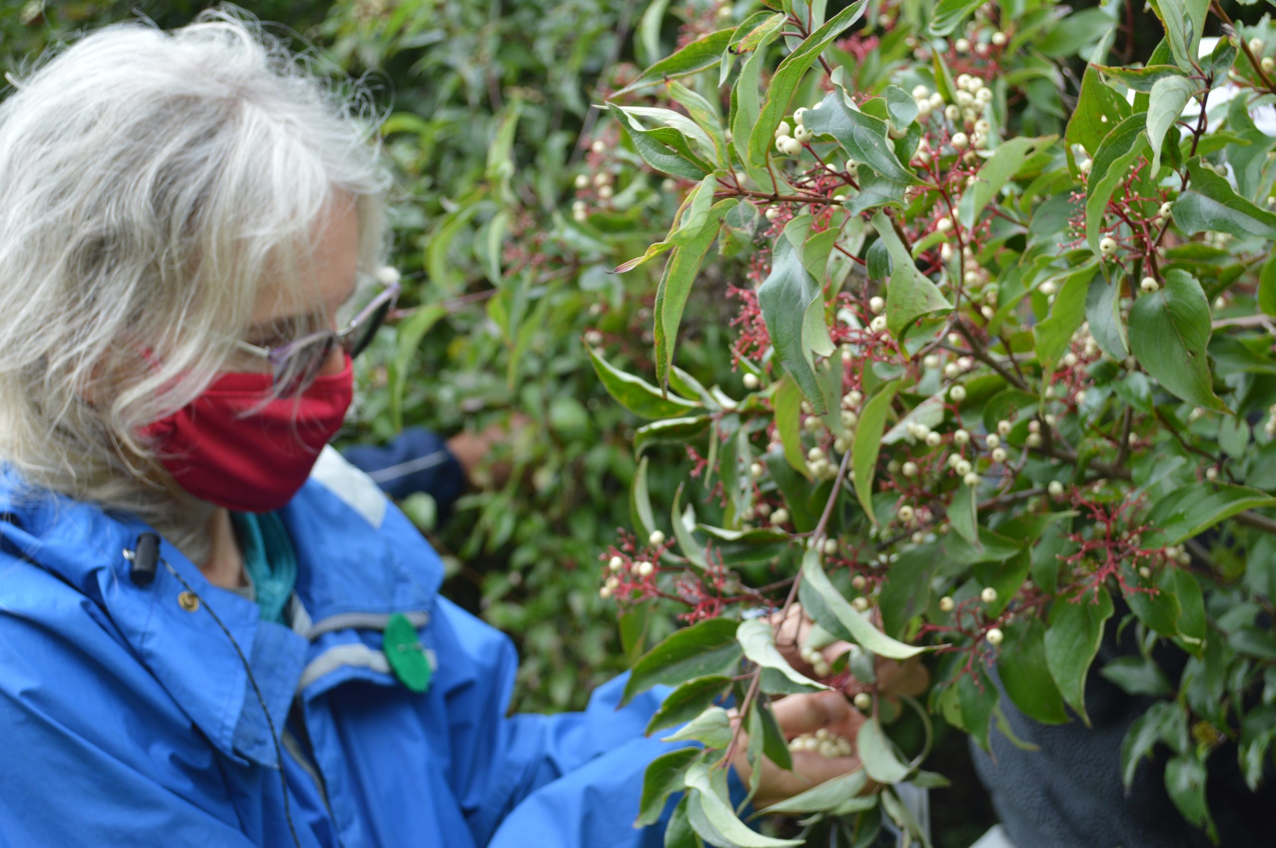 Seed Hub - ReForest London