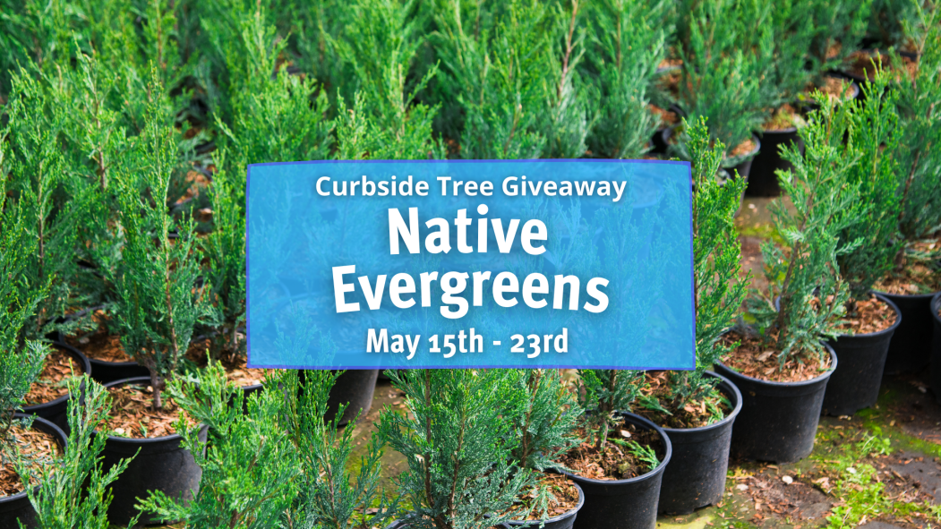 Tree Giveaway Archives - ReForest London